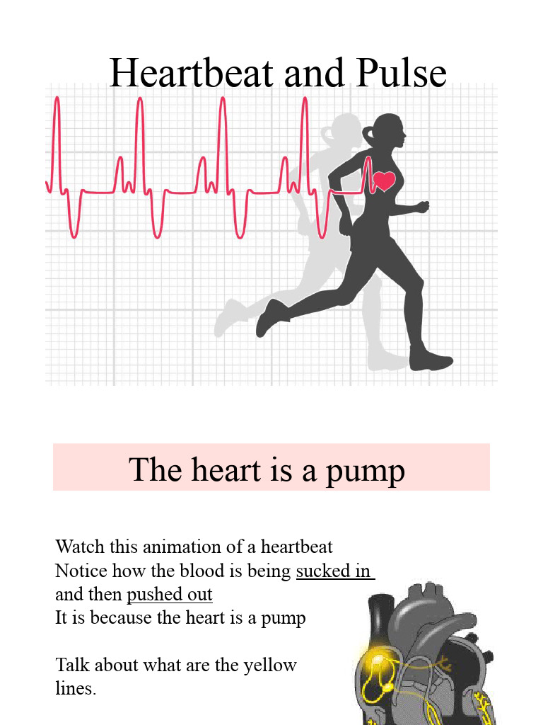 Heartbeat And Pulse Final Pdf Heart Rate Pulse