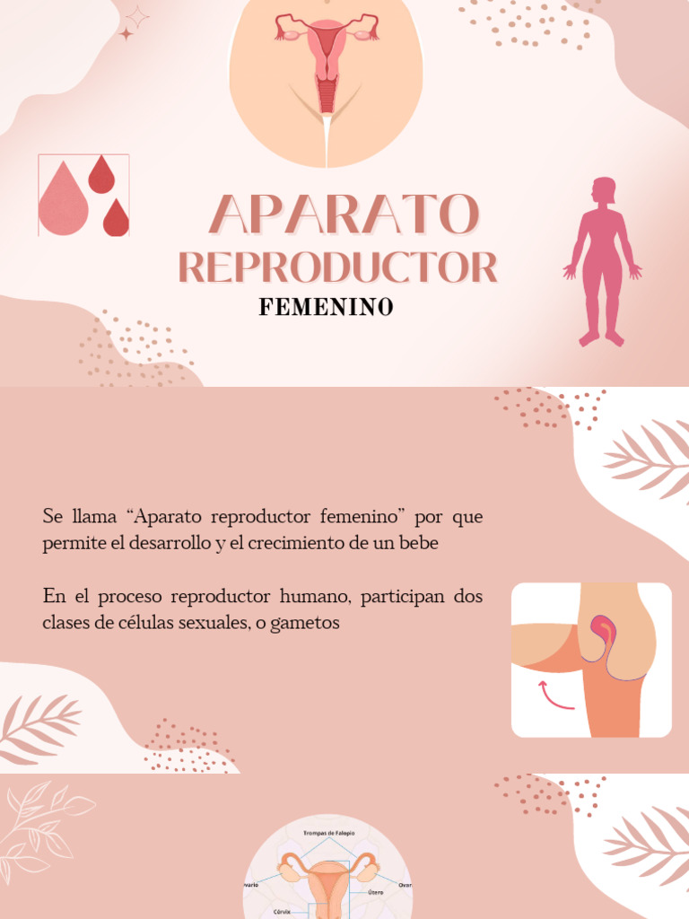 Aparato Reproductor Femenino - N | PDF | Sistema reproductivo | Ciclo menstrual