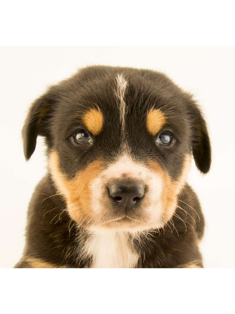 Domestic-Dog Thumb Square | PDF