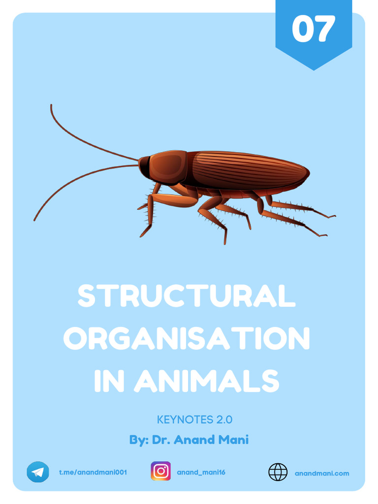 Structural Organisation in Animals | PDF | Epithelium | Tissue (Biology)