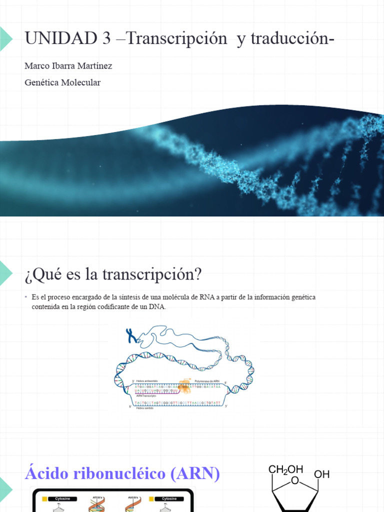 UNIDAD 3 - Transcripción de ADN | Descargar gratis PDF | Traducción (biología) | Rna