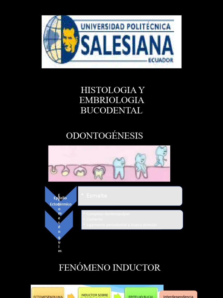 Morfogenesis Órgano Dentario | PDF | Epitelio | Histología