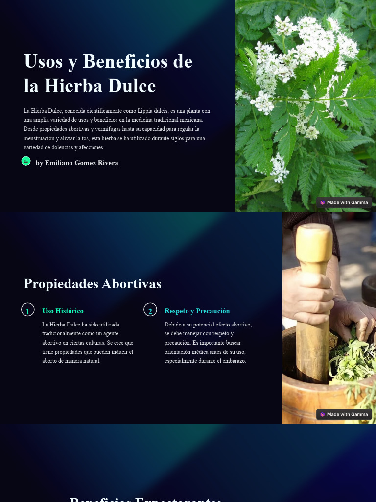 Usos y Beneficios de La Hierba Dulce | PDF | Menstruación | Aborto
