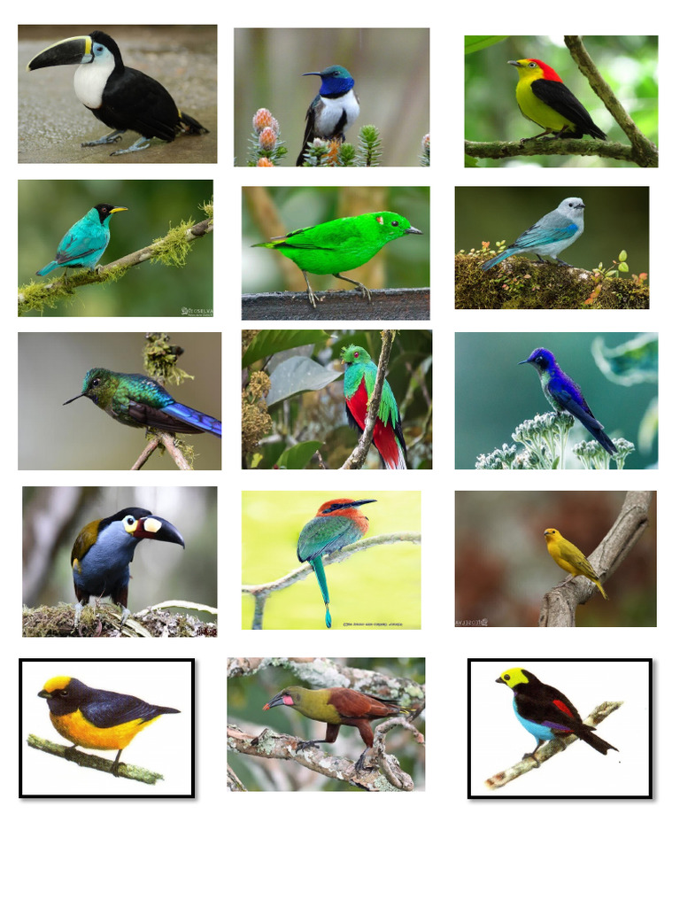 Lamina de Aves | PDF