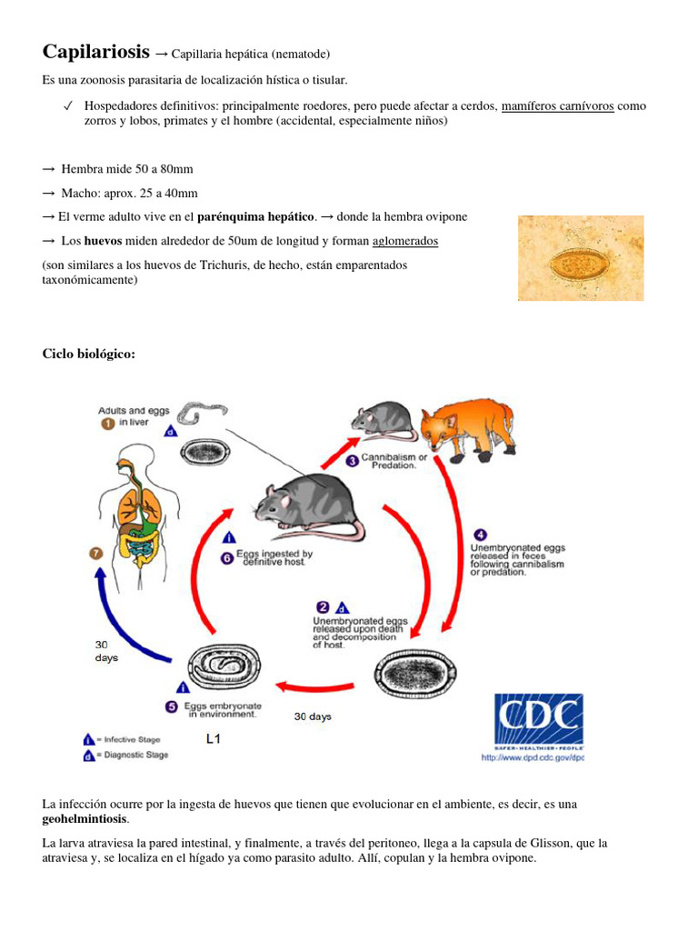 Capilariosis: Ciclo, Síntomas y Prevención | PDF | Huevo | Heces