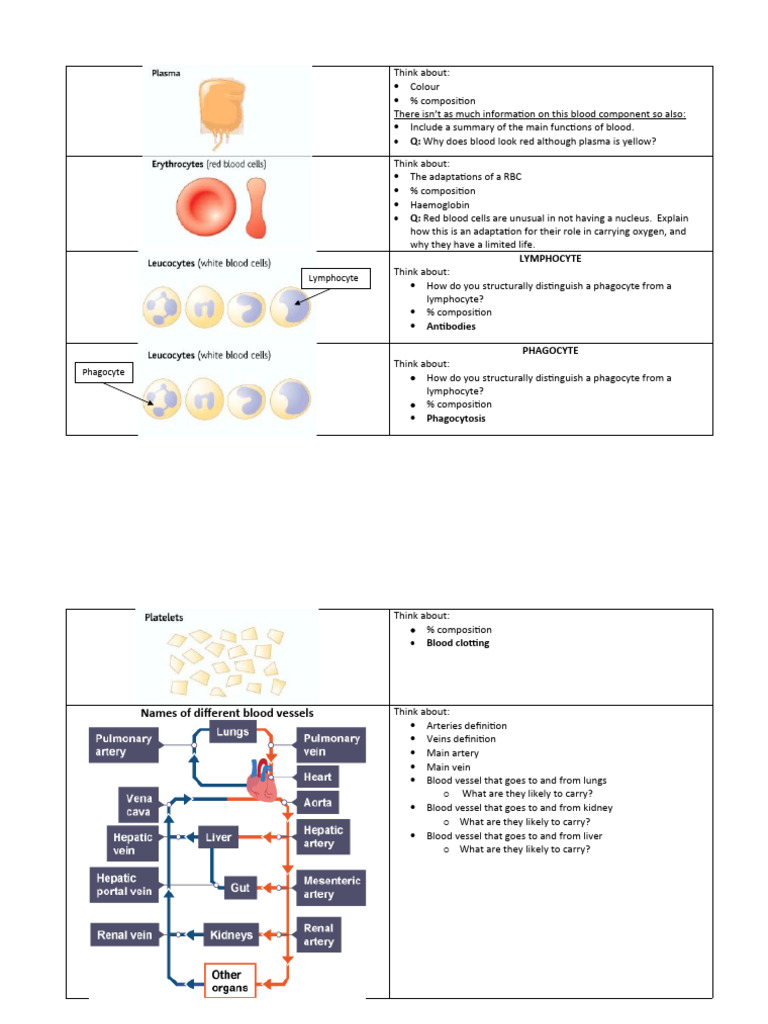 Functions and Components of Blood | PDF