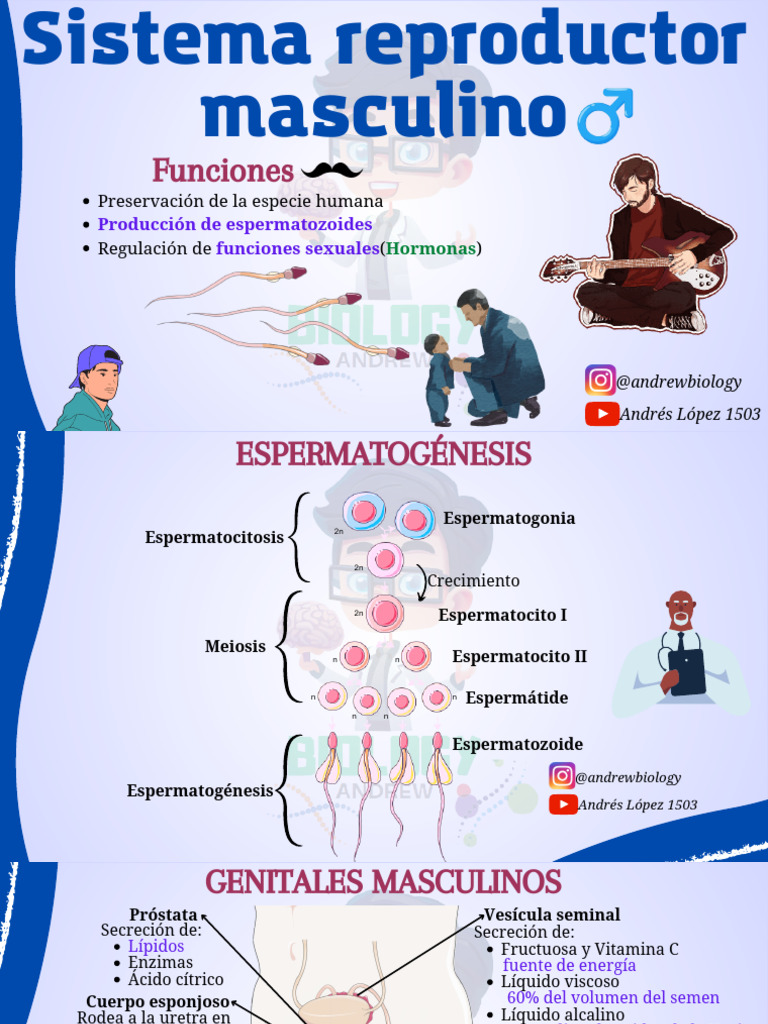 ANATOMÍA (Sist - Reprodutor Masculino) @andrewbiology-1 | PDF | Sistema genitourinario ...