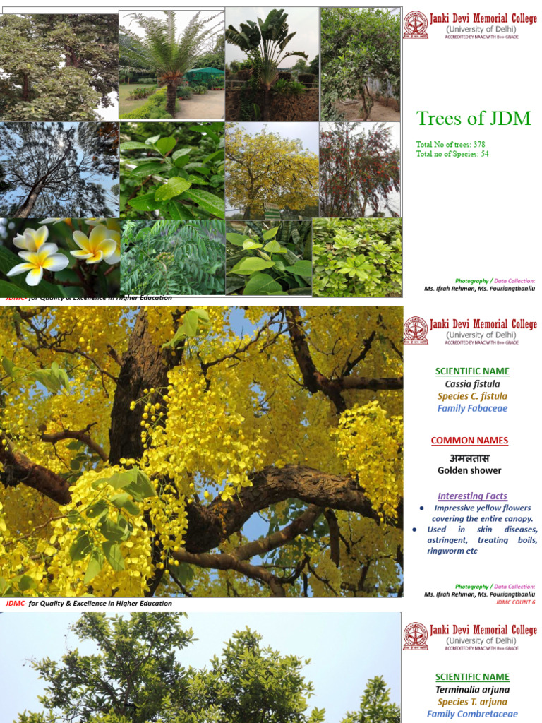 Trees JDMC | PDF | Plants | Trees