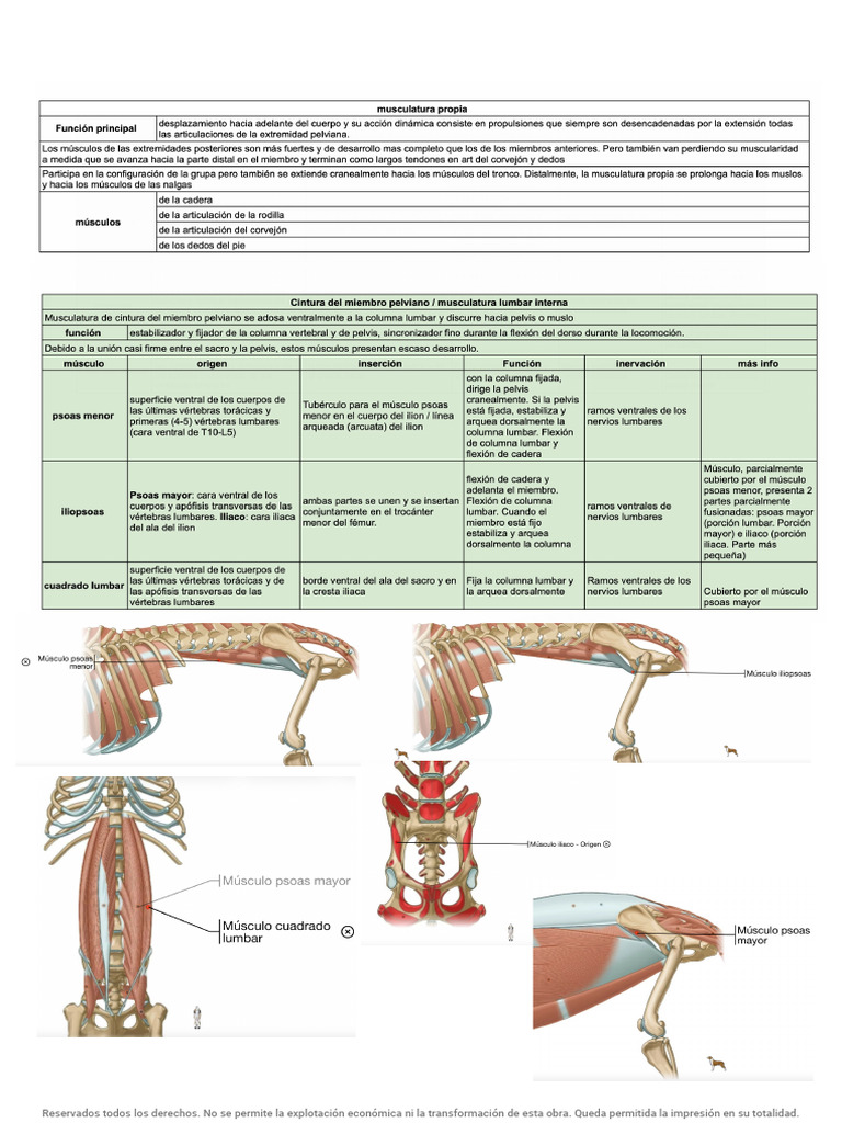 Musculatura del muslo y columna lumbar | PDF | La columna vertebral ...