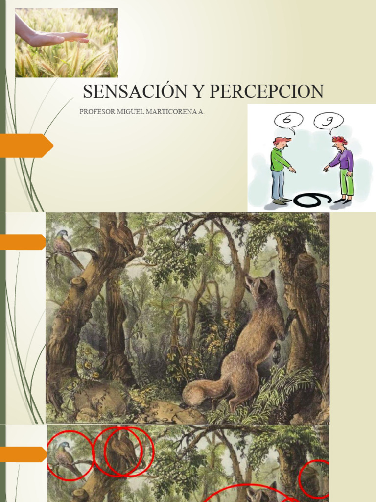 Sensación y Percepción | PDF | Percepción | Sentidos