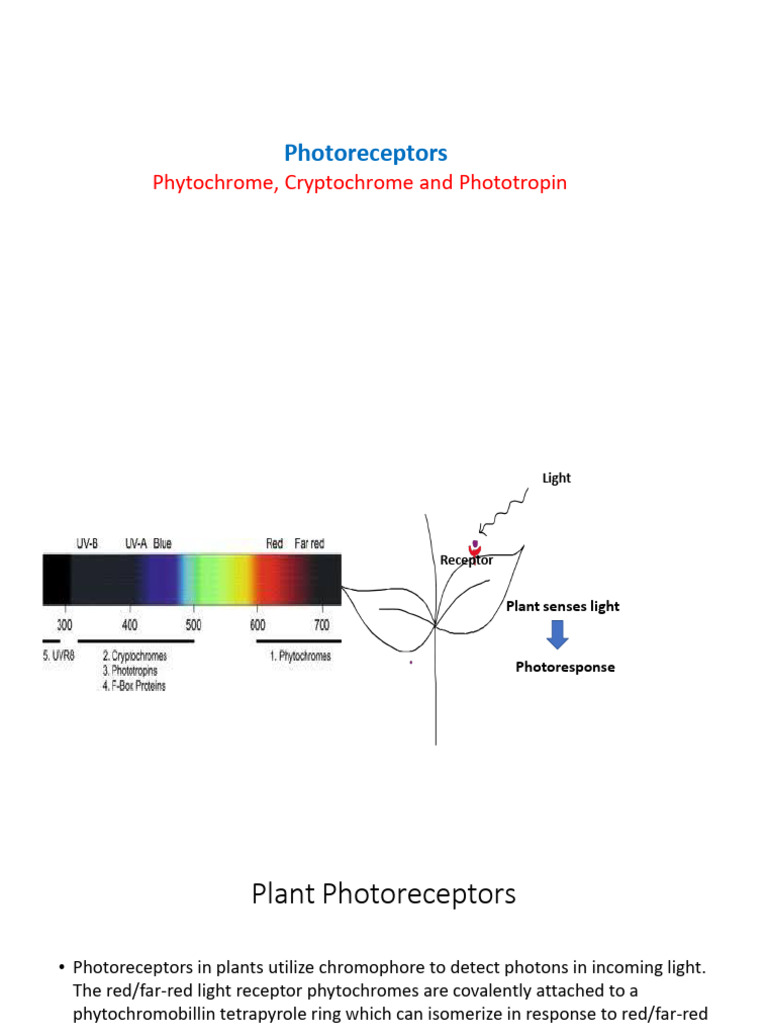 photoreceptors unit 7 | PDF | Biology | Biochemistry