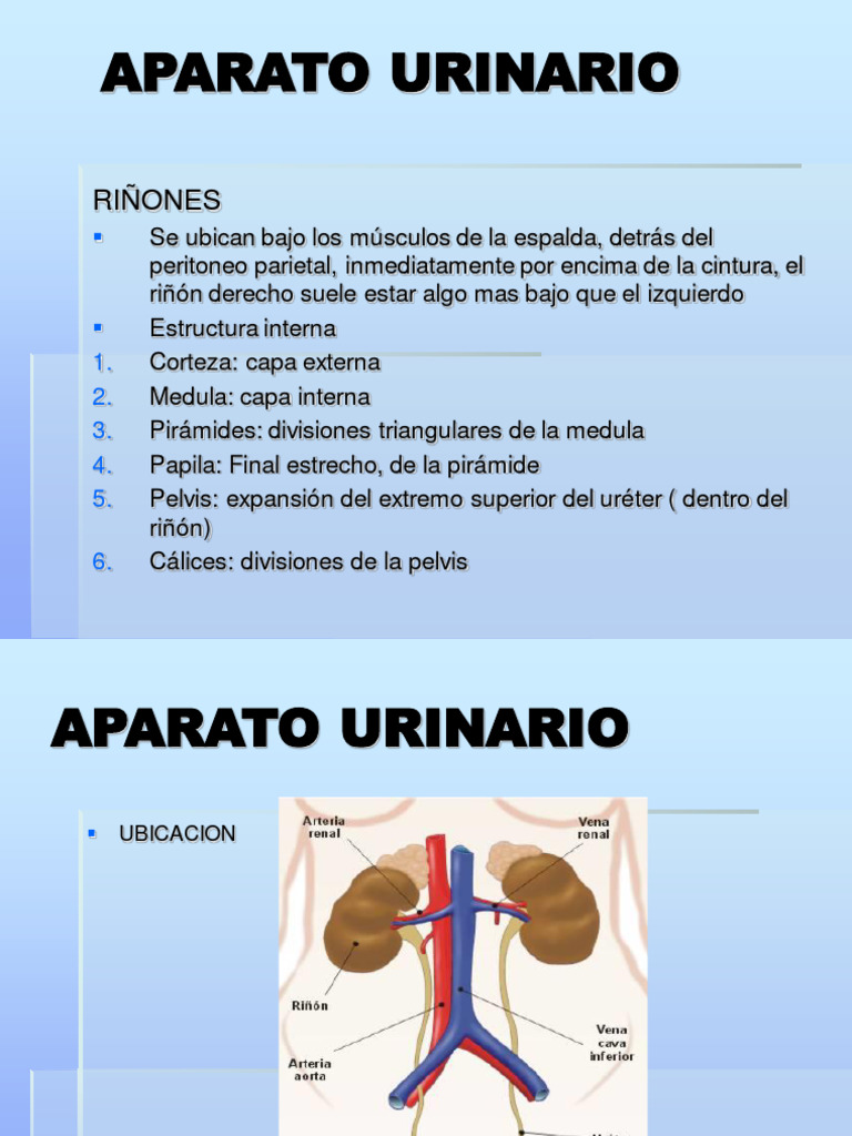 Aparato Urinario | PDF | Riñón | Sistema urinario
