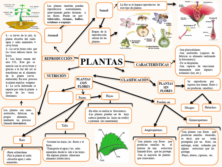 Mapa Conceptual de Las Plantas 2 | PDF | Plantas | Hoja