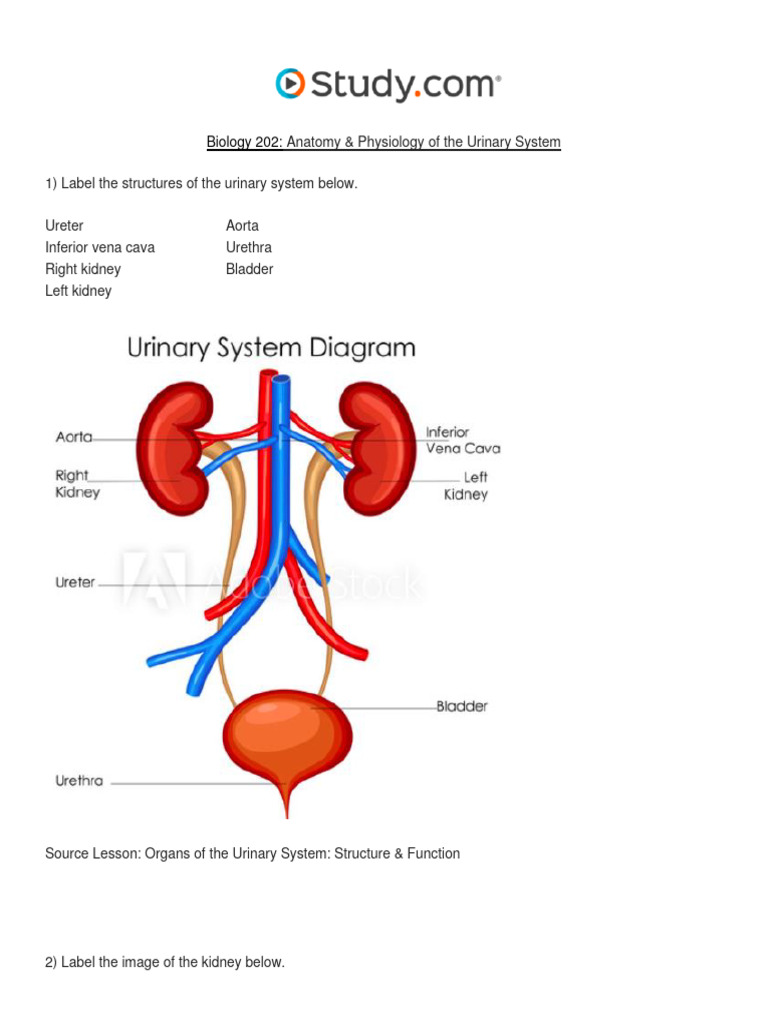Biology 202l Anatomy and Physiology of The Urinary System Answer Key ...