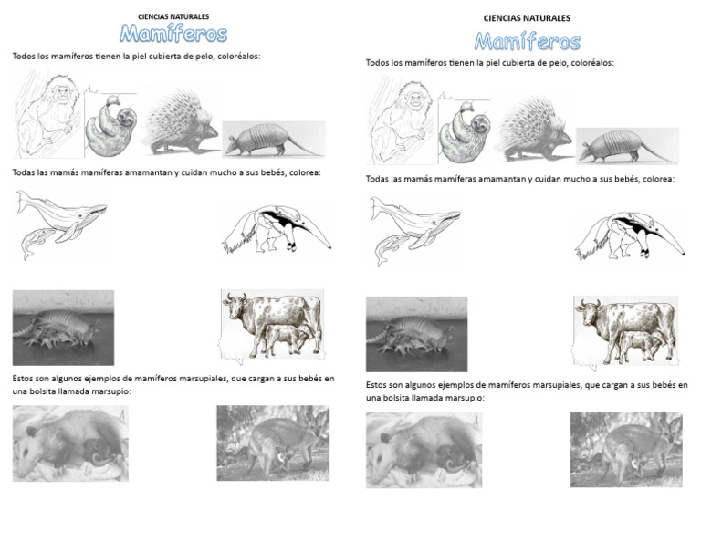 Características de los Mamíferos | PDF | Artes del Lenguaje y ...