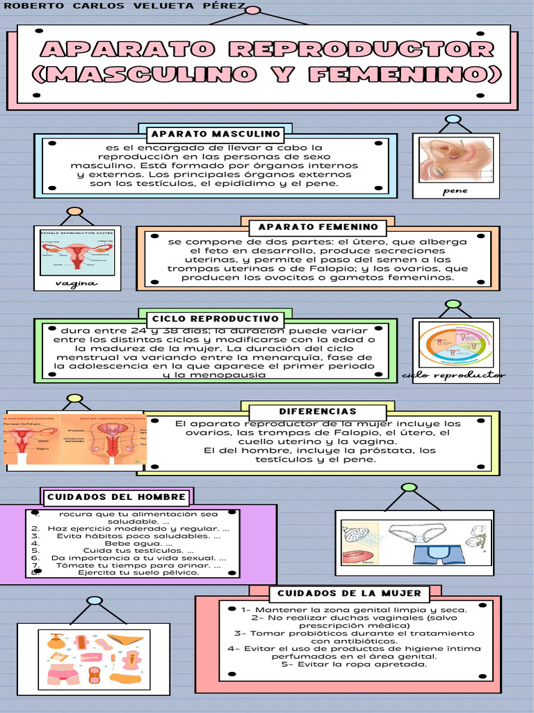 infografia aparato reproductor masculino y femenino | PDF | Sistema ...