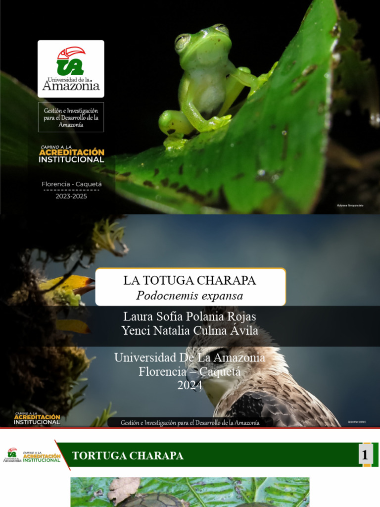 Taxonomía y Conservación de la Tortuga Charapa | PDF | Tortuga ...