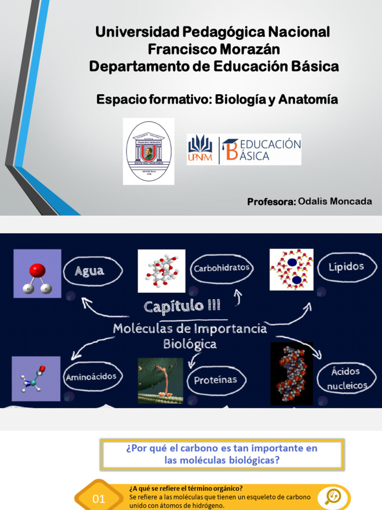 Clasificación y Estructura de Biomoléculas | PDF | Lípido | Nucleótidos