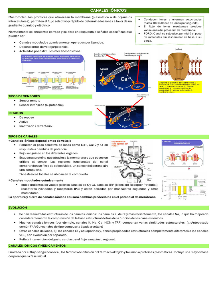 Canales Iónicos | Descargar gratis PDF | Canal de iones | Receptor (Bioquímica)
