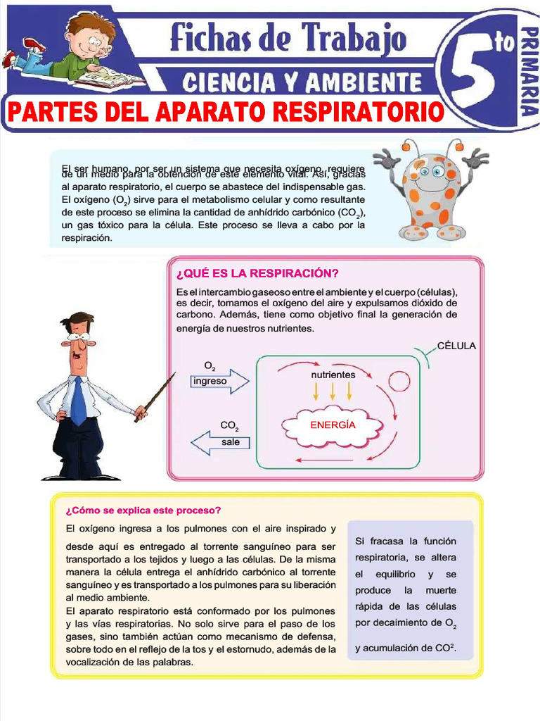 Sistema Respiratorio para Quinto Grado | PDF | Sistema respiratorio ...