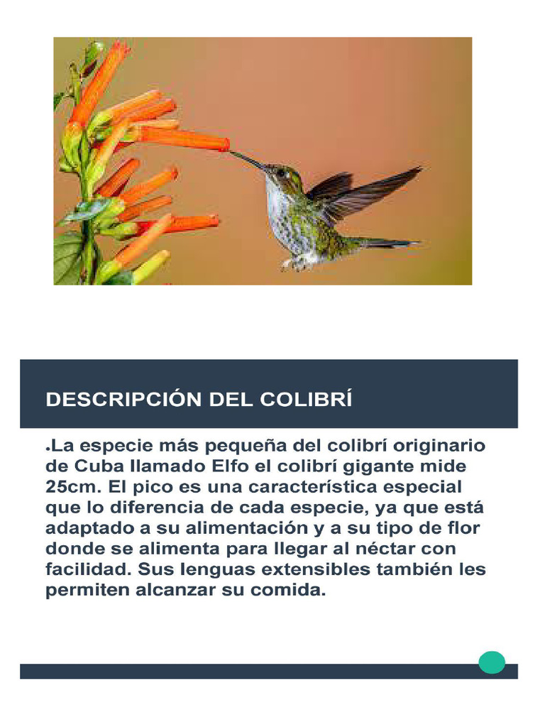 Tarea de Colibri Ss | PDF