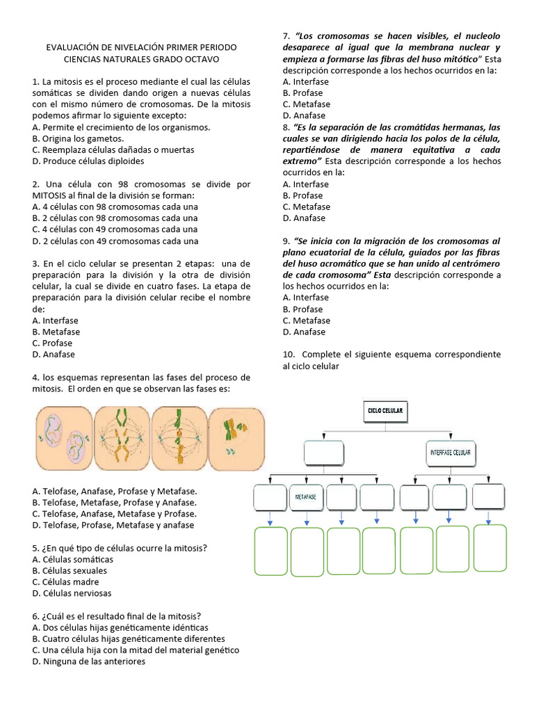 Evaluación de Nivelación Primer Periodo | PDF | Mitosis | Cromosoma