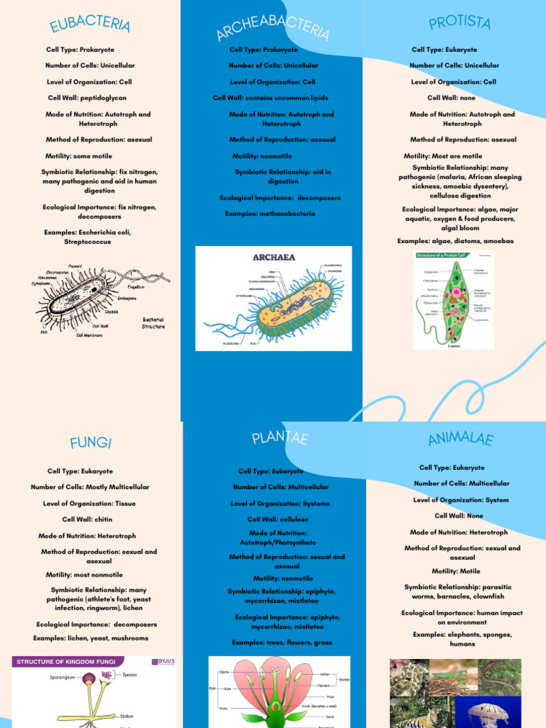 Blue Simple Creative Travel Trifold Brochure | PDF | Cell (Biology ...