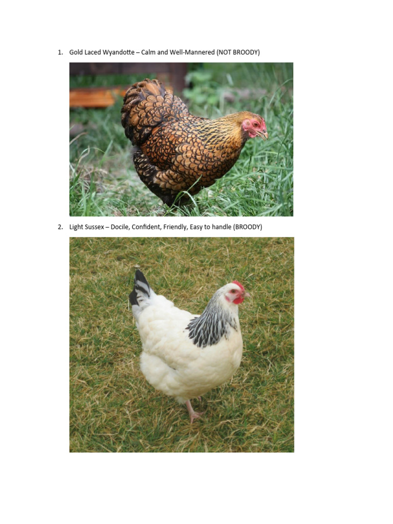 Chicken Breeds | PDF
