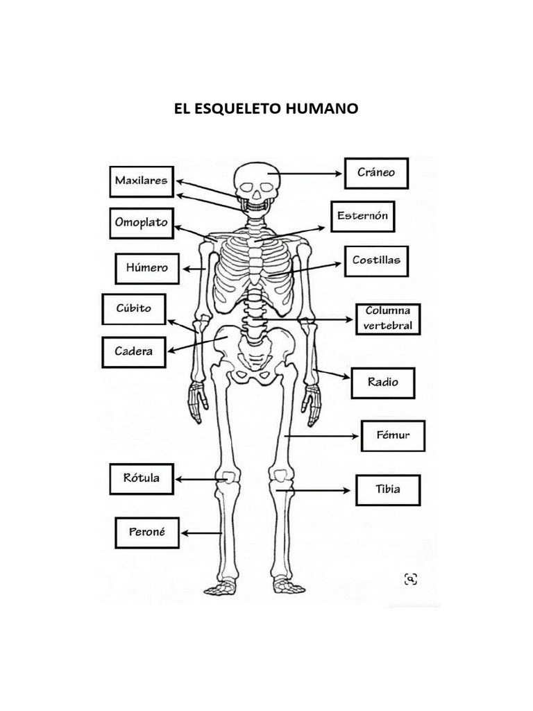 El Esqueleto Humano | PDF | Salud y bienestar