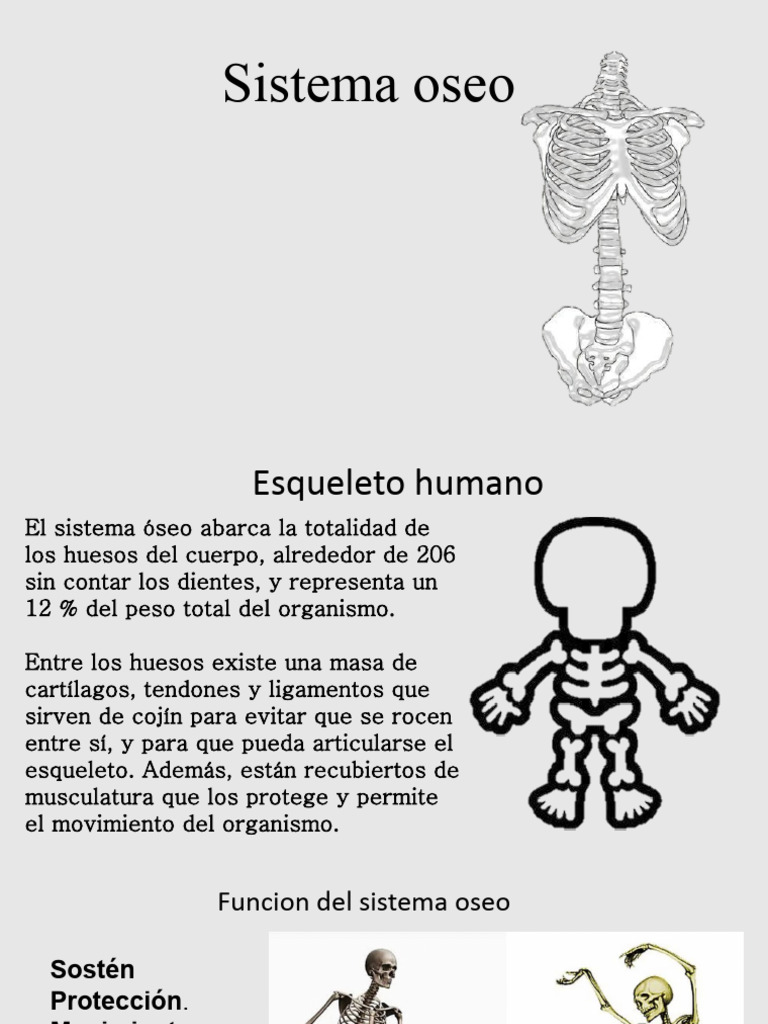 Esqueleto | PDF