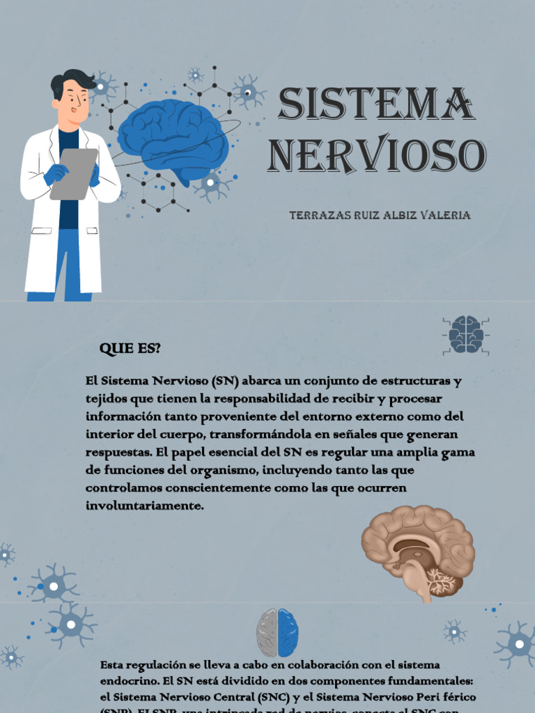 Nervios | PDF | Sistema nervioso | Neurona