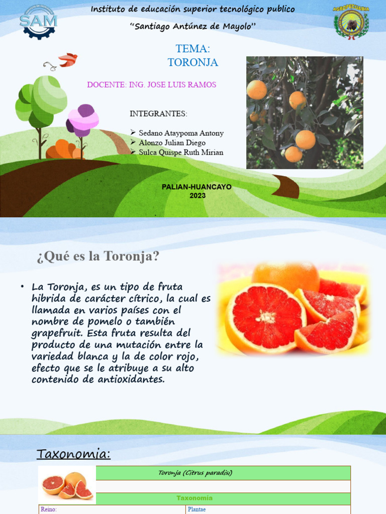 Variedades y Origen de la Toronja | PDF | Pomelo | Agrios