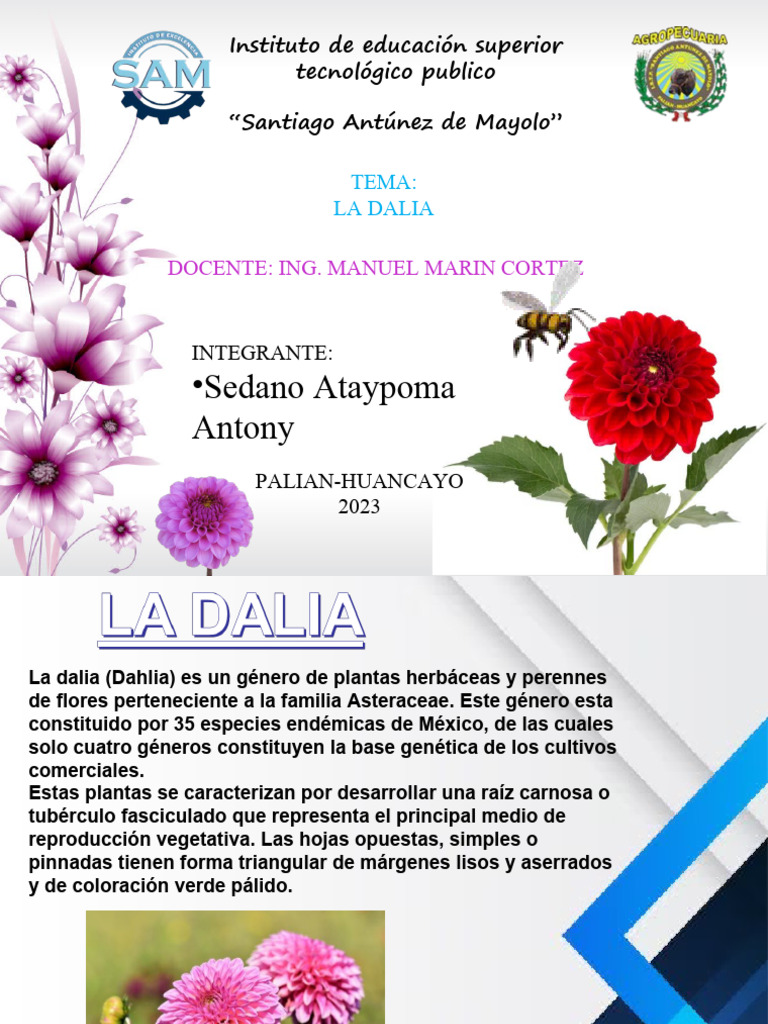 Cultivo de Dalia | PDF | Hoja | Agricultura