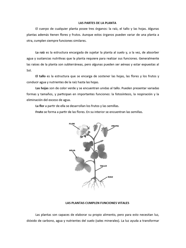 Partes y funciones de la planta | PDF