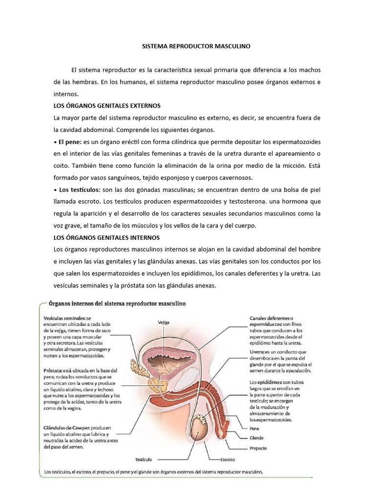 Sistema Reproductor Masculino | PDF | Salud y bienestar