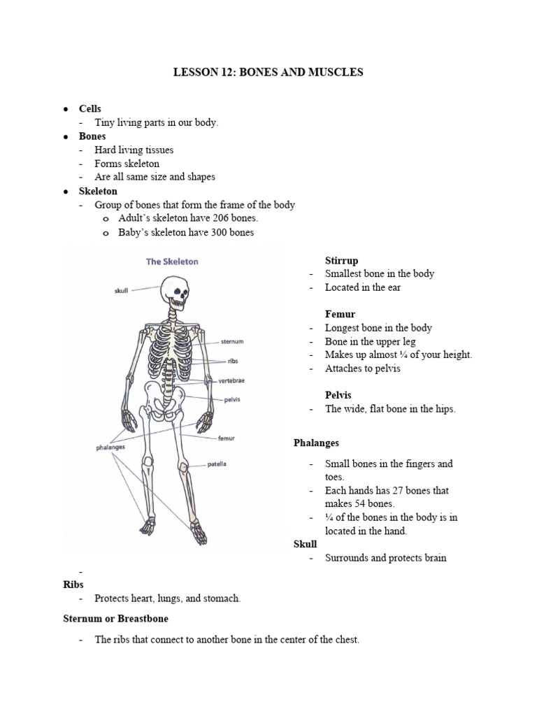LESSON 12 - 4th Grading | PDF | Muscle | Skeleton