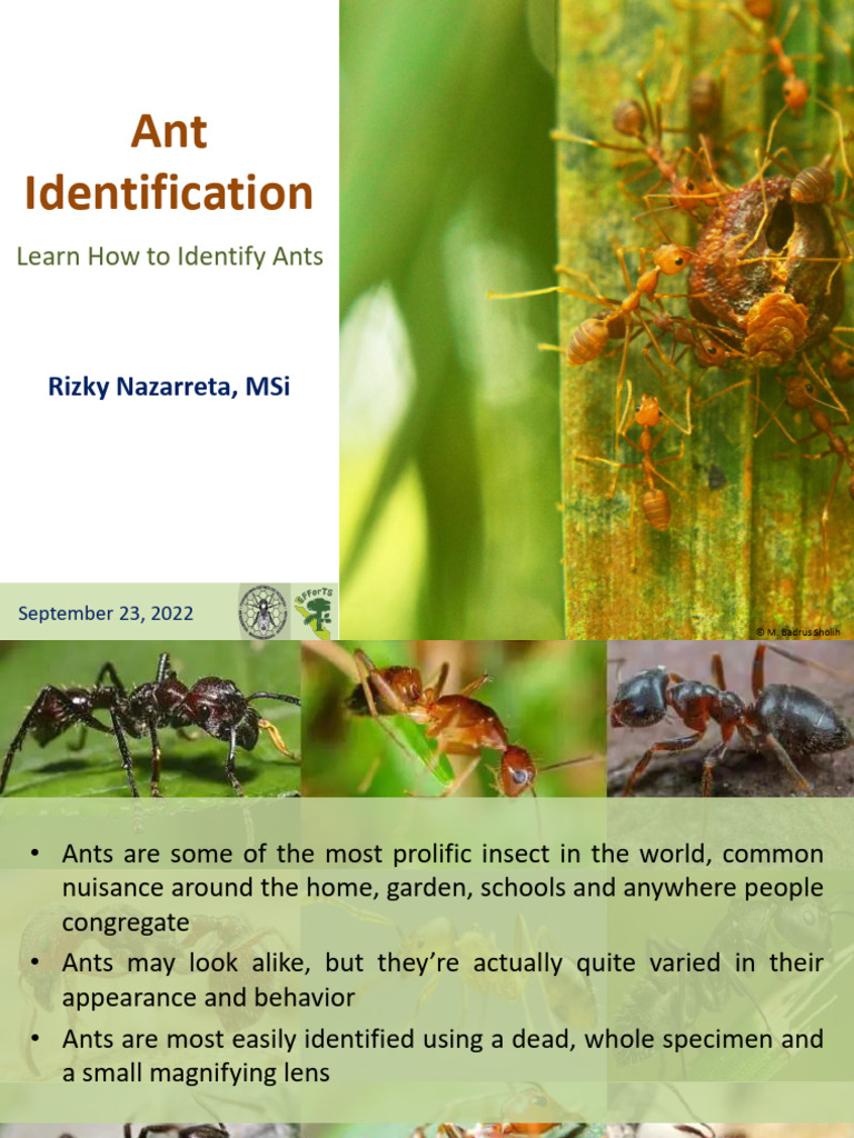 Rizky Nazarreta-Training Ants | PDF | Ant | Insects