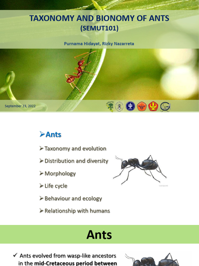 Purnama Hidayat-Taxonomy Ants | PDF | Ant | Eusociality