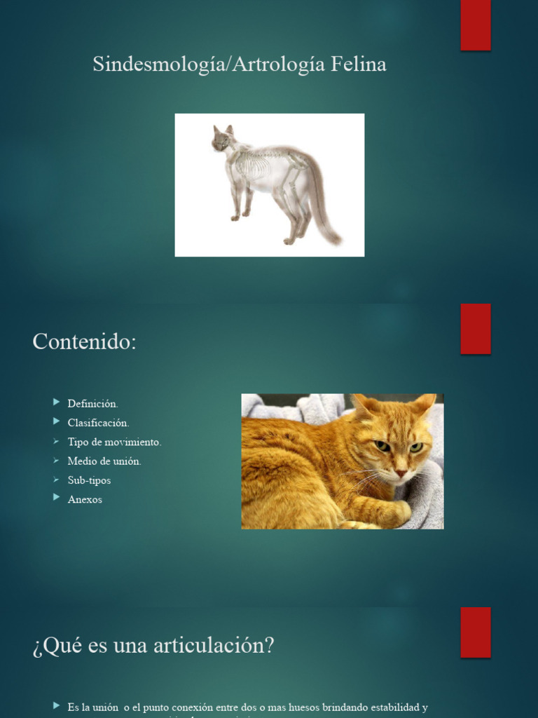 Sindesmología en Articulaciones Felinas | PDF