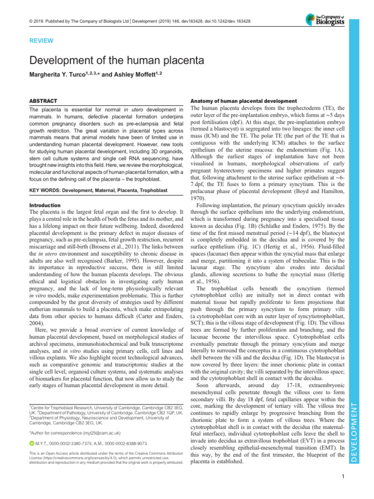 Human Placenta Development Overview | PDF | Placenta | Developmental ...