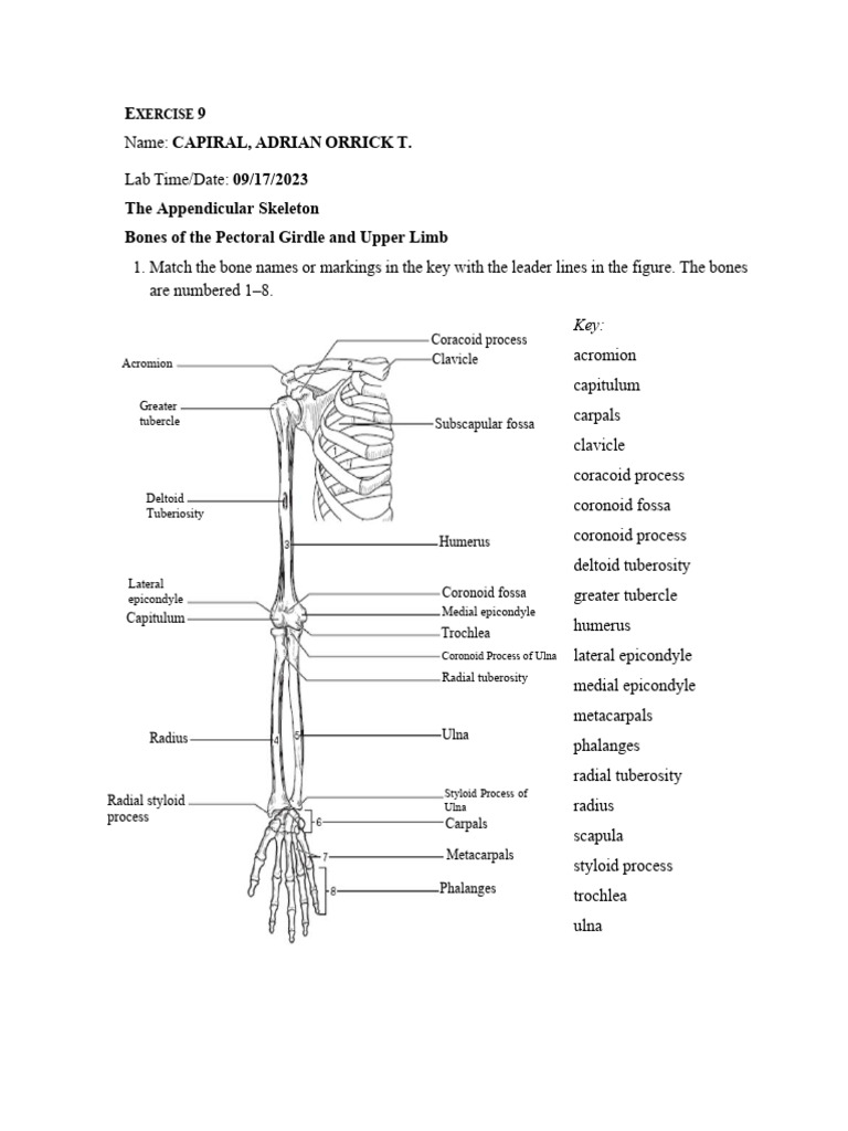 CAPIRAL - Exercise 9 The Appendicular Skeleton | PDF | Pelvis | Musculoskeletal System
