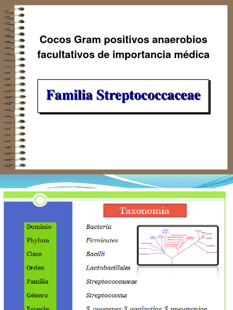 Streptococcus y Enterococcus | PDF | Estreptococo | Microbiología