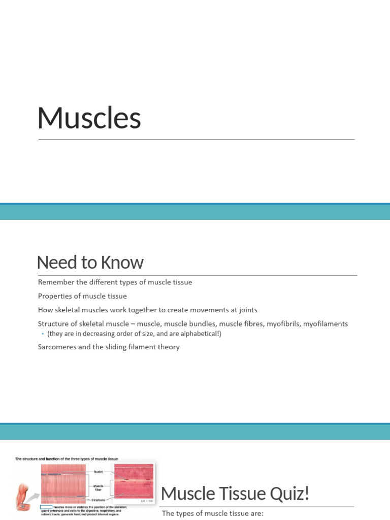 Muscles | PDF | Muscle | Skeletal Muscle