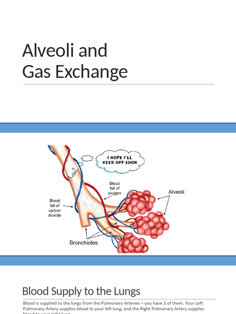 11 Resp Alveoli and Gas Exchange 24 | PDF | Lung | Respiratory System
