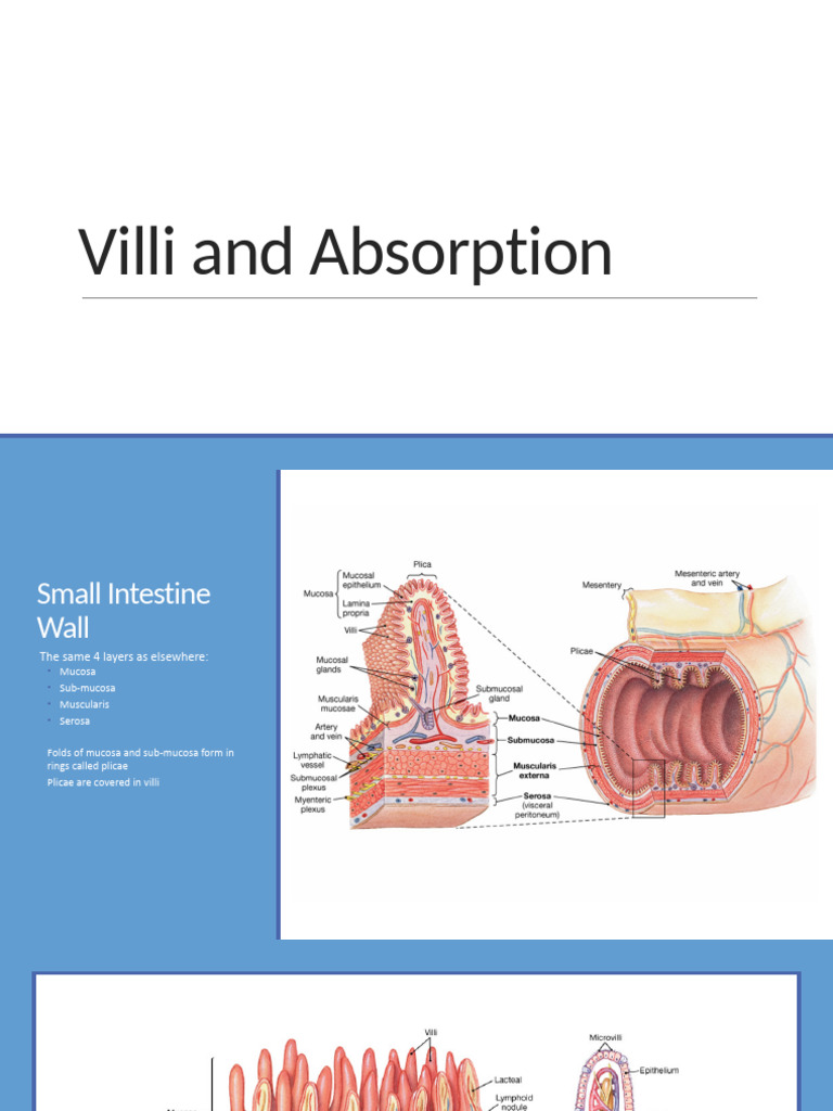 Villi and absorption | PDF | Small Intestine | Capillary