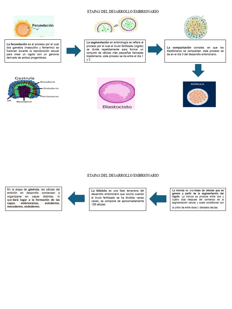 Etapas Del Desarrollo Embrionario | PDF