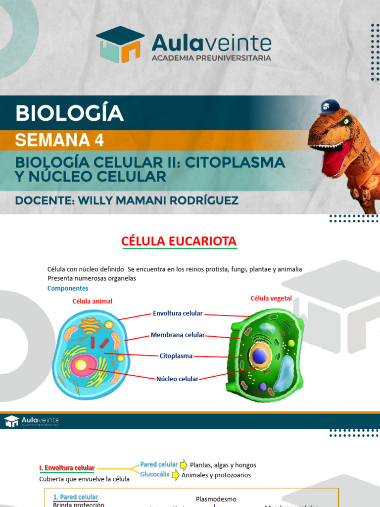 s4-Biologia Celular II | PDF | Biología Celular) | Citoplasma