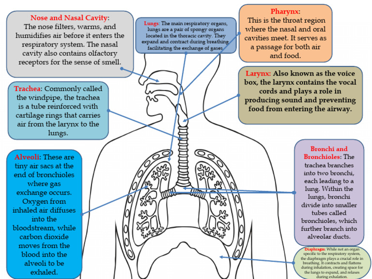Human Respiratory System Colouring Sheet Ver 1 | Download Free PDF ...