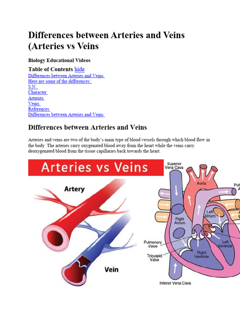 Differences Between Arteries and Veins | PDF | Vein | Artery