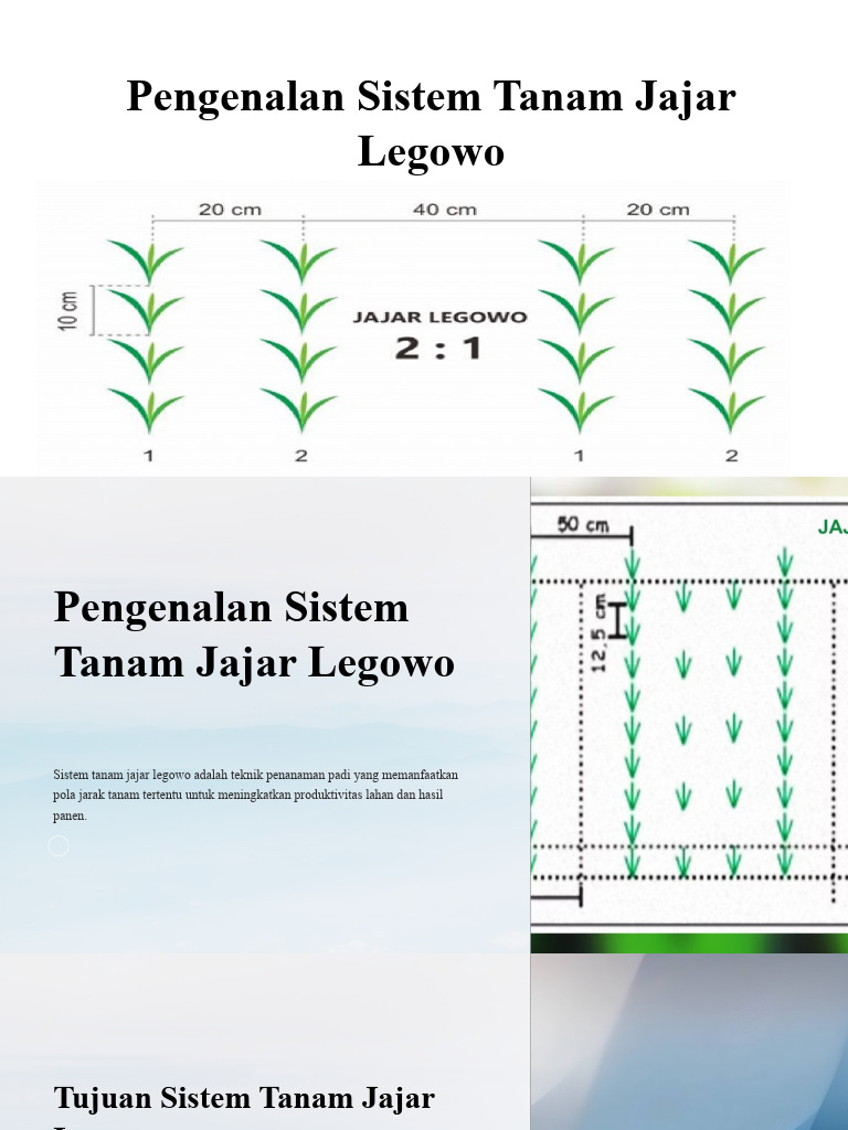 Sistem Tanam Jajar Legowo: Meningkatkan Produktivitas Padi | PDF ...
